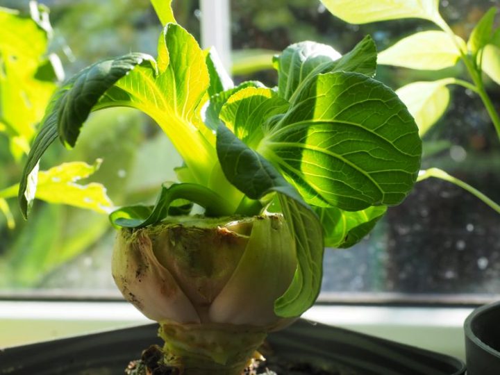 How to regrow vegetables from scraps - Thames Valley Landscapes